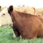 Τραυματική δικτυωτή: Αιτίες και σημάδια, θεραπεία βοοειδών και πρόληψης 5253_3