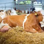 Traumatische Retikulisse: Ursachen und Anzeichen, Behandlung von Rindern und Prävention 5253_4