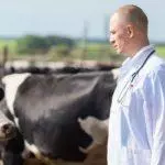 Reticulite traumatica: cause e segni, trattamento di bovini e prevenzione 5253_8