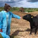 Traumás retikulitis: okok és jelek, szarvasmarhák és megelőzés kezelése 5253_9