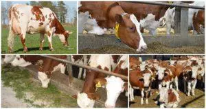 Определување на сувиот период и колку трае крави, подготовка