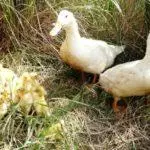 Бройлерні качки: топ-10 порід і їх характеристика, вирощування в домашніх умовах 525_31