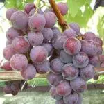 Druiven Russisch Concord: beschrijving van de variëteit en kenmerken, cultivatie 5261_1