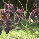 Grapes Ruski Concord: Opis sorte in značilnosti, pridelava 5261_3