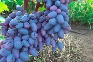 Õrnate mäluviinate viinamarjade ja omaduste, ajaloo ja kasvatamise viinamarjade kirjeldus