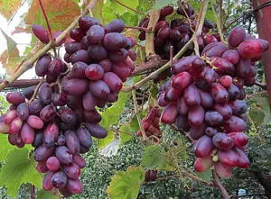 Beskrivelse og egenskaper, fordeler og ulemper med drue druer Raisin og voksende regler
