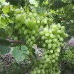 Produttore dell'uva: descrizione di varietà e caratteristiche, atterraggio e crescita 5264_2