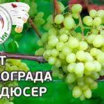 Produttore dell'uva: descrizione di varietà e caratteristiche, atterraggio e crescita 5264_3