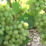 Grape producer: Description of varieties and characteristics, landing and growing 5264_4
