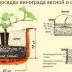 Grape producer: Description of varieties and characteristics, landing and growing 5264_8