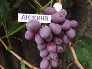 Descrição e características das uvas de uma dúzia de variedade, pouso e crescimento