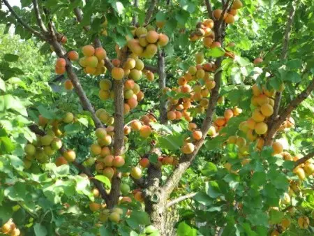 Apricot Tree.