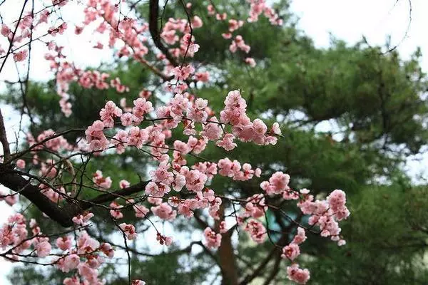 Blooming abrikosai