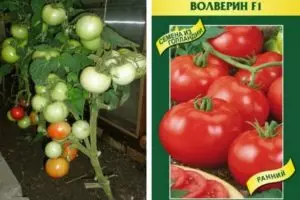 Beschreiwung Tomato Vollar Tomato an seng Charakteristiken