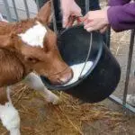 Newborn Calf: Skýringarmynd og rótarreglur heima 5268_1