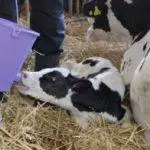 Newborn Calf: Skýringarmynd og rótarreglur heima 5268_2