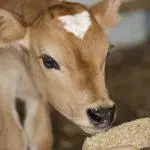 Newborn calf: diagram and root rules at home 5268_6