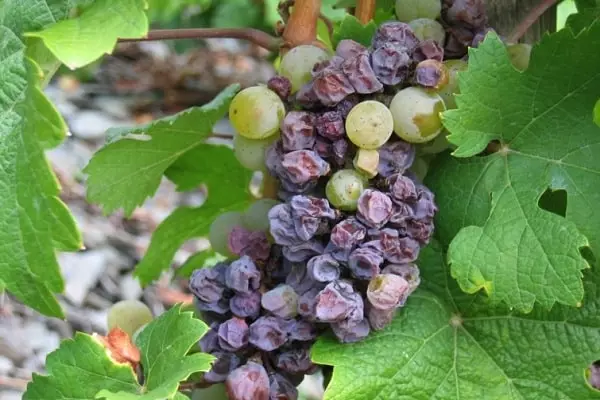 Erwiermung erop Grapes