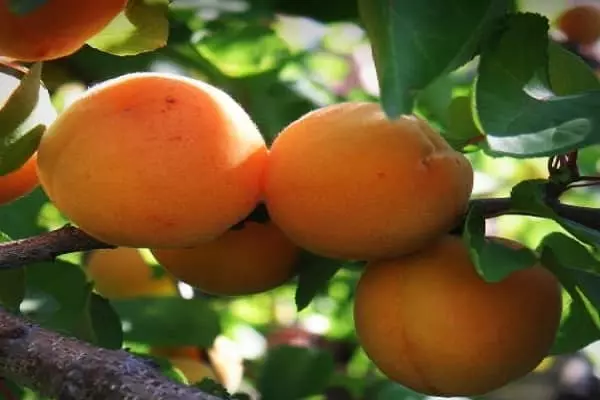 Eko kika Apricot