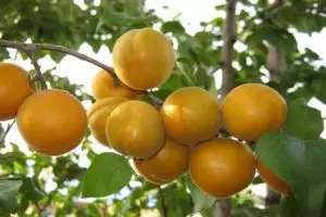 Katerangan ngeunaan rupa-rupa aprikot Ulyhanyinsy, ngahasilkeun ciri sareng budidaya