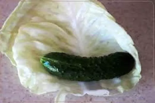 Cucumber on a sheet