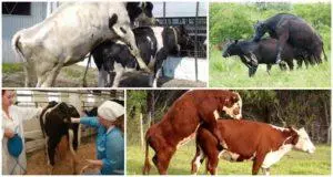 Nejlepší věk páření krav a možných problémů s inseminaci
