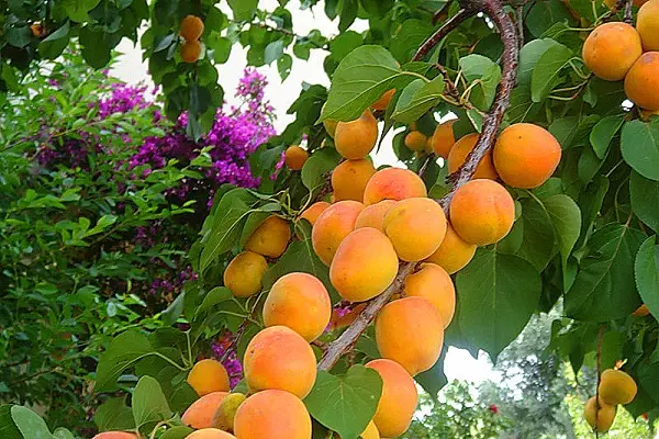 Oranje paradys