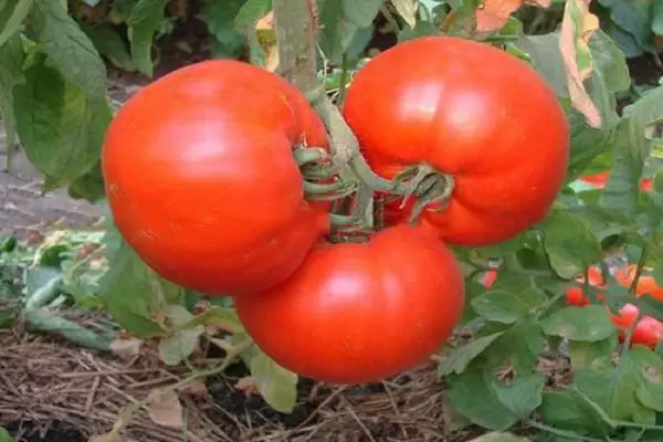 Tomato Perun.
