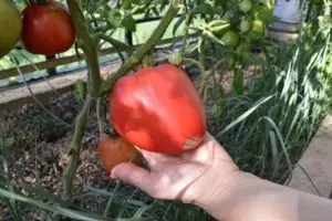 番茄燃烧心脏，特征和栽培等级的描述