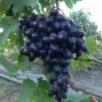 Giovanni grožđe: opis sorte i karakteristike, slijetanje i raste 5280_1