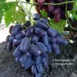 Giovanni ყურძენი: აღწერა ჯიშის და მახასიათებლები, სადესანტო და იზრდება 5280_2
