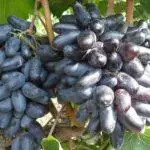 Giovanni ყურძენი: აღწერა ჯიშის და მახასიათებლები, სადესანტო და იზრდება 5280_3
