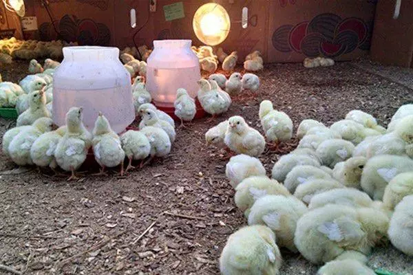 Passer dans la coopérative de poulet