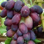 Grapes karmakod: Përshkrimi i varieteteve dhe karakteristikave, ulje dhe rritje 5285_1