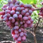 Grapes karmakod: Përshkrimi i varieteteve dhe karakteristikave, ulje dhe rritje 5285_3