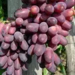 Grapes karmakod: Përshkrimi i varieteteve dhe karakteristikave, ulje dhe rritje 5285_8