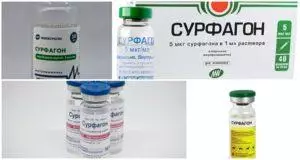 Mga tagubilin para sa paggamit ng surfagon para sa mga baka, contraindications at analogues