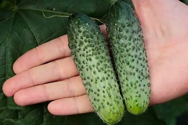 Papentank cucumbers
