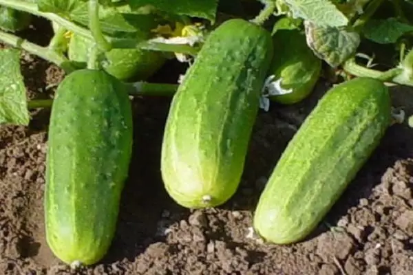 Shuka cucumbers