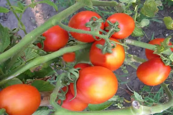 Orisirisi tomati orisirisi