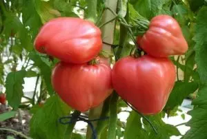 Característica y descripción de la variedad de miel de frambuesa de tomate.