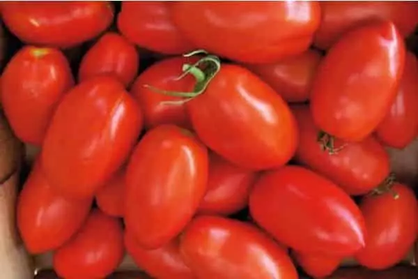 Aterrissagem de tomate.