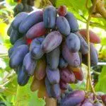 Grapes Black Finger: Deskripsi pelbagai Kishamis, mendarat dan berkembang 5293_3