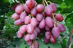 Ruta Anggur Anggur Grape dan Teknologi Anggur