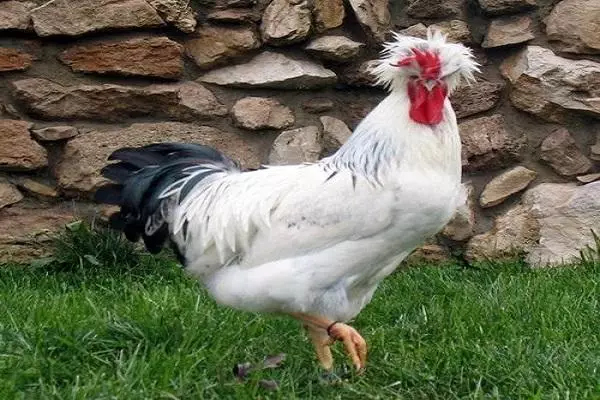 I-White Cock