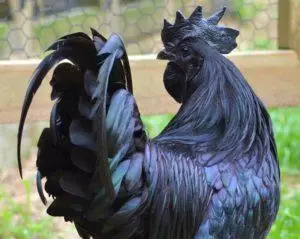 Историята на появата и породата от черни пилета с черно месо, правила за съдържание