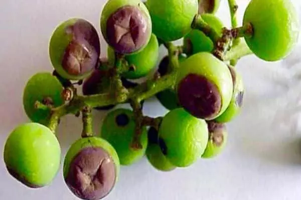 Rinel sur les raisins