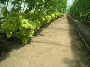 Технологія вирощування винограду в теплиці з полікарбонату, обрізка і догляд
