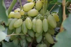 Description et caractéristiques des raisins élégants, historique et subtilité de grade