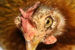 Причини и симптоми на появата на пилешки въшки, как да се извежда и какво да се направи за превенция